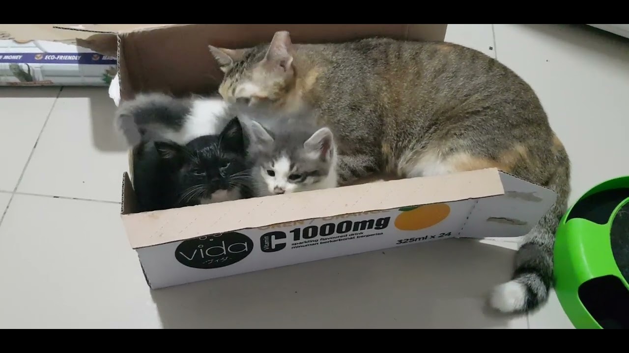 anak kucing bersama makjah mak angkat - YouTube