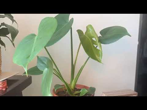 Time-Lapse: Monstera Leaf Unfurling