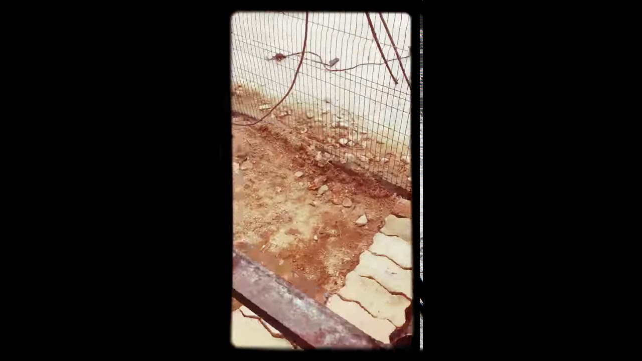 Reban Arnab secara Ringkas part 1 - YouTube