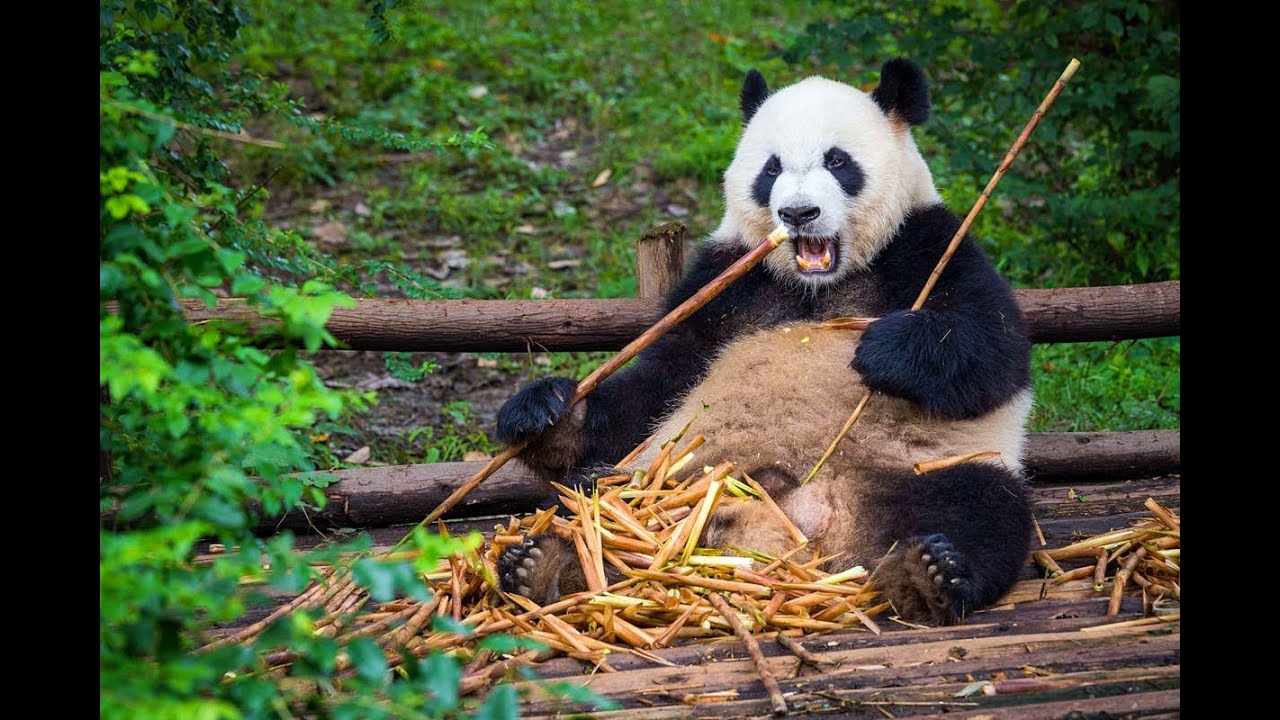PANDA SMP!!!!! let's play - YouTube