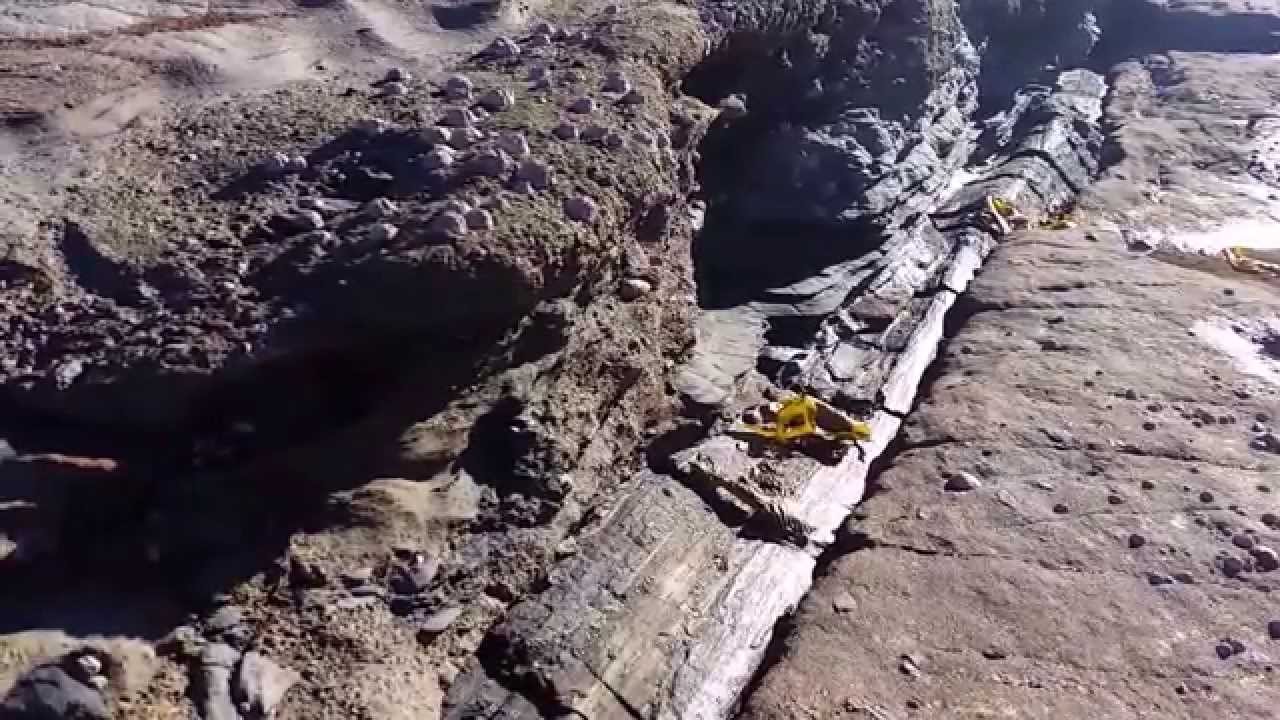 How Tall Did Glossopteris Grow? Large Fossilised Glossopteris Trees ...