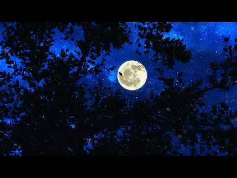 Lovely full moon in the night sky | Relaxing nature video | Moon ...