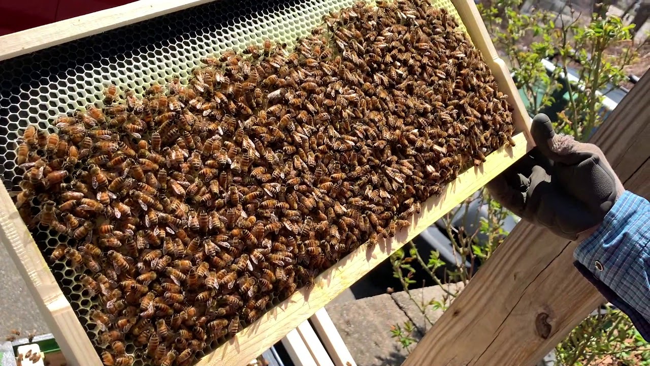 New Bee hive progress part 3, 2 weeks after installing a new bee ...