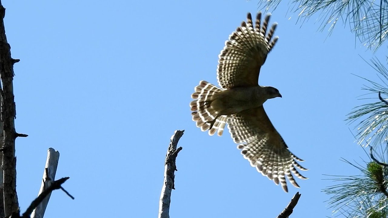 Immature Red Shouldered Hawk - Cypress Creek NA, PBC, FL - YouTube