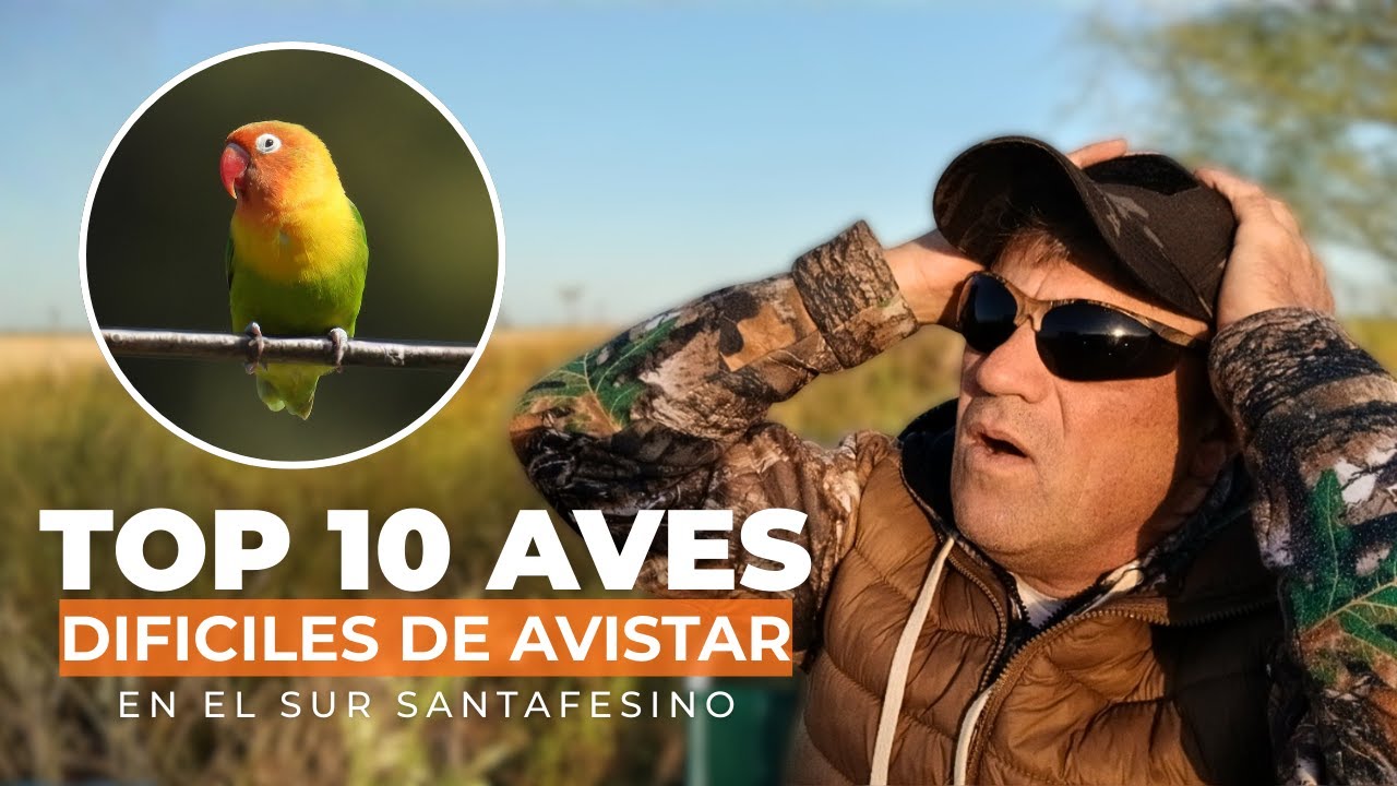 TOP 10 AVES DIFICILES de AVISTAR en el sur de SANTA FE - YouTube