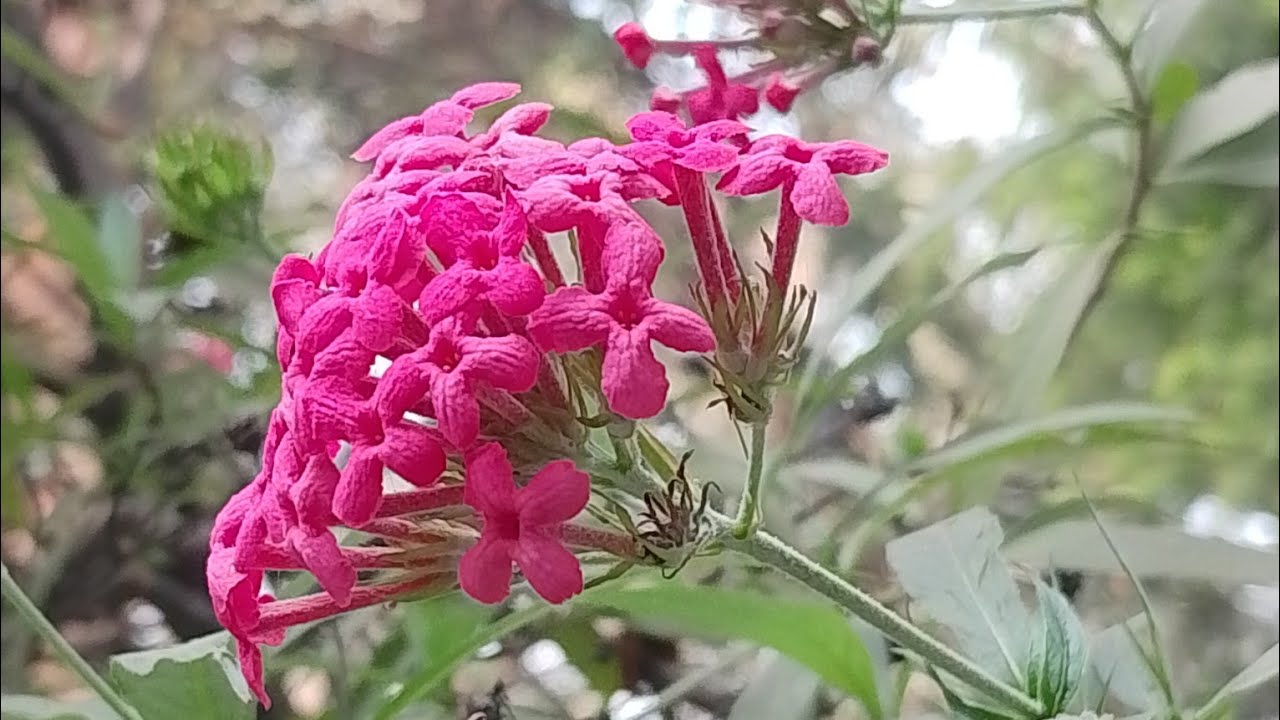 Devika Rajput is live! - YouTube