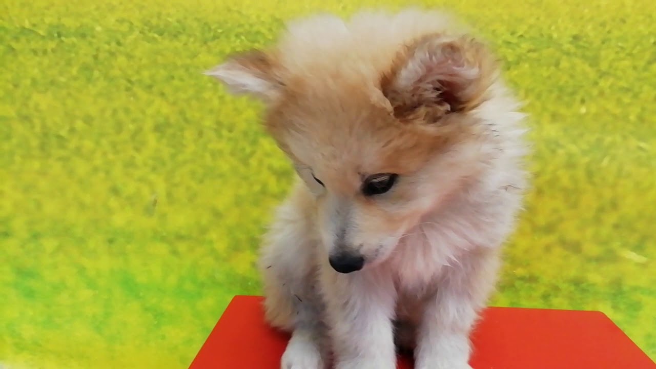 Cachorro Pomsky Macho Rojo 4171 Aquanatura Barcelona - YouTube