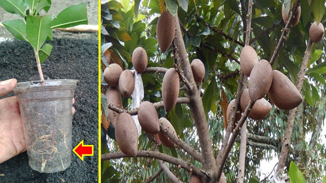 How to cuttings sapodilla 100% successful growing roots 6 weeks ...