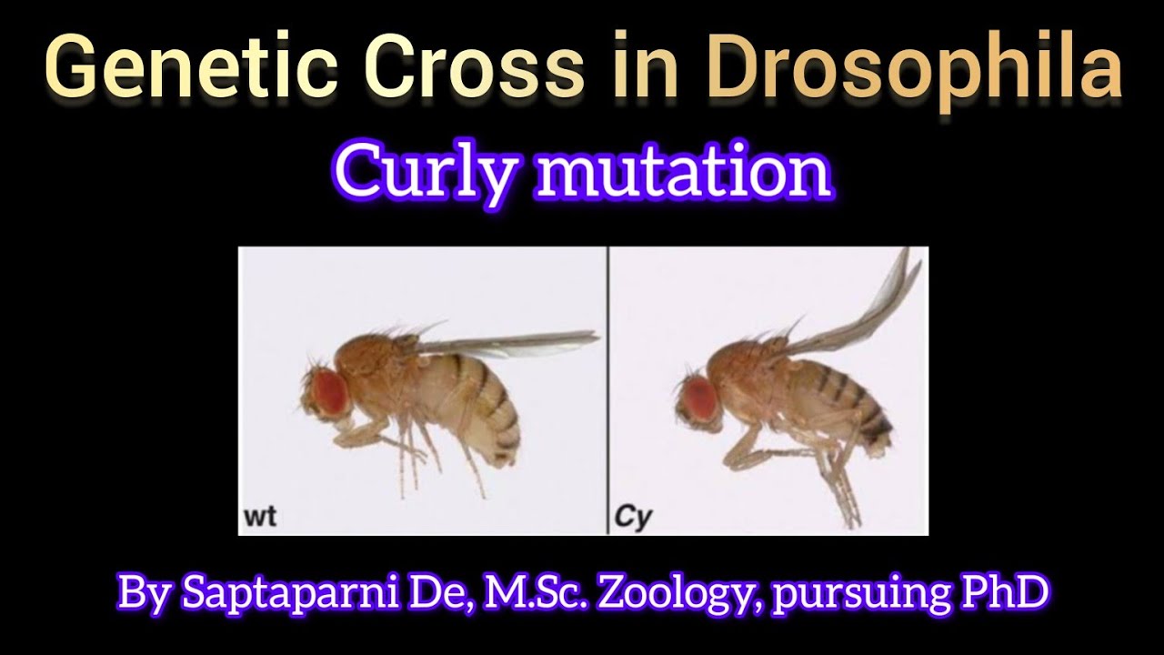 Drosophila Genetic Cross (Curly Wing Mutation) - YouTube