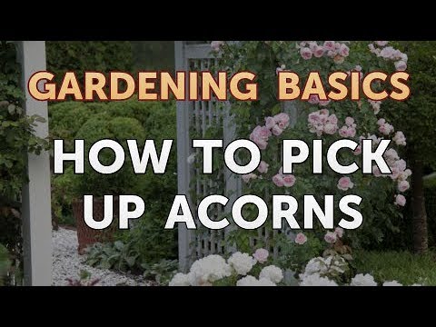 How to Pick Up Acorns - YouTube