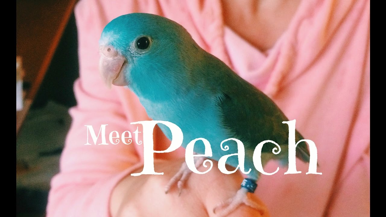 Meet Peach! - YouTube