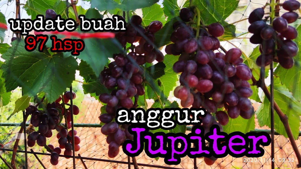 Jupiter Grape | Anggur Jupiter update sebelum panen - YouTube