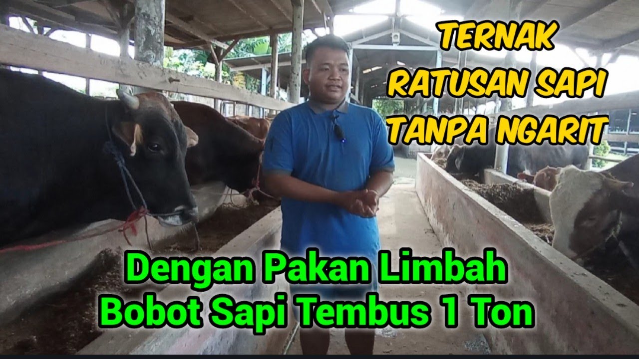 PAKAN 100% TANPA HIJAUAN TANPA NGARIT SAPI MAMPU TEMBUS BOBOT 1 TON ...