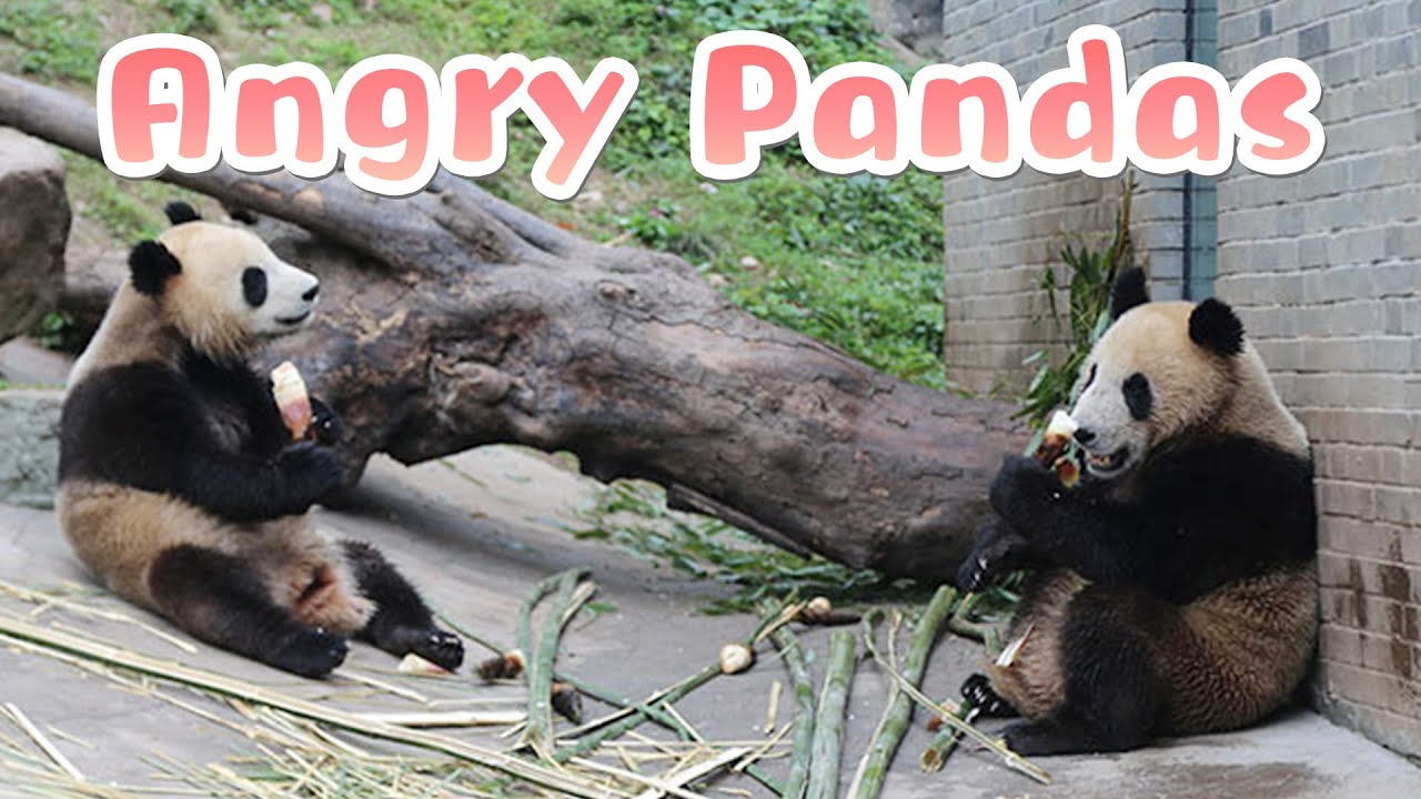 【Super Panda】Episode 225 How Pandas Express Their Anger? | iPanda - YouTube