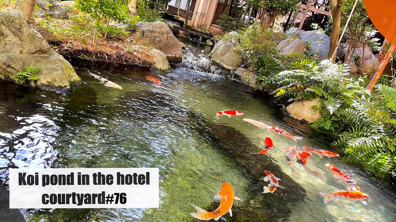 Koi pond in the hotel courtyard( Isawa Onsen, Yamanashi, Japan) - YouTube