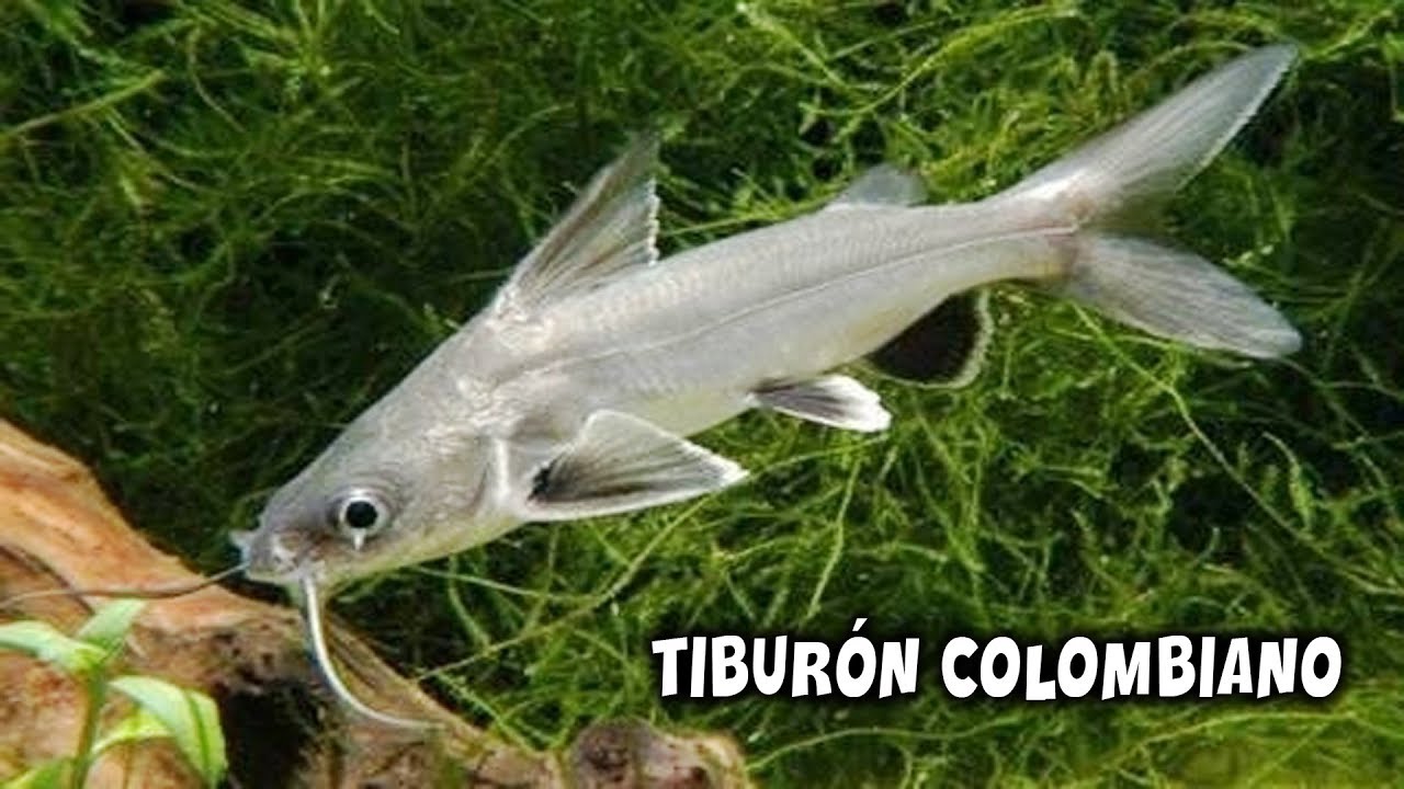 Hexanematichthys seemanni | TIBURÓN COLOMBIANO Cuidados y Alimentación ...