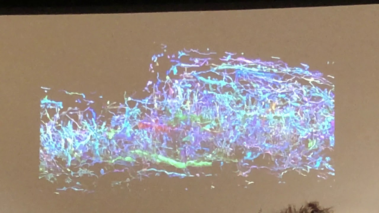 Jeff Lichtman - Lichtman Lab at Harvard: MD-PhD Keystone 2018, Brainbow ...