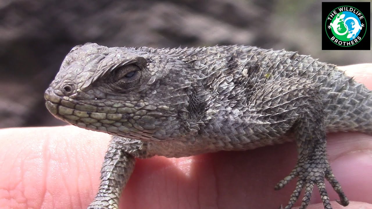 Catching Lizards on a Volcano? - YouTube