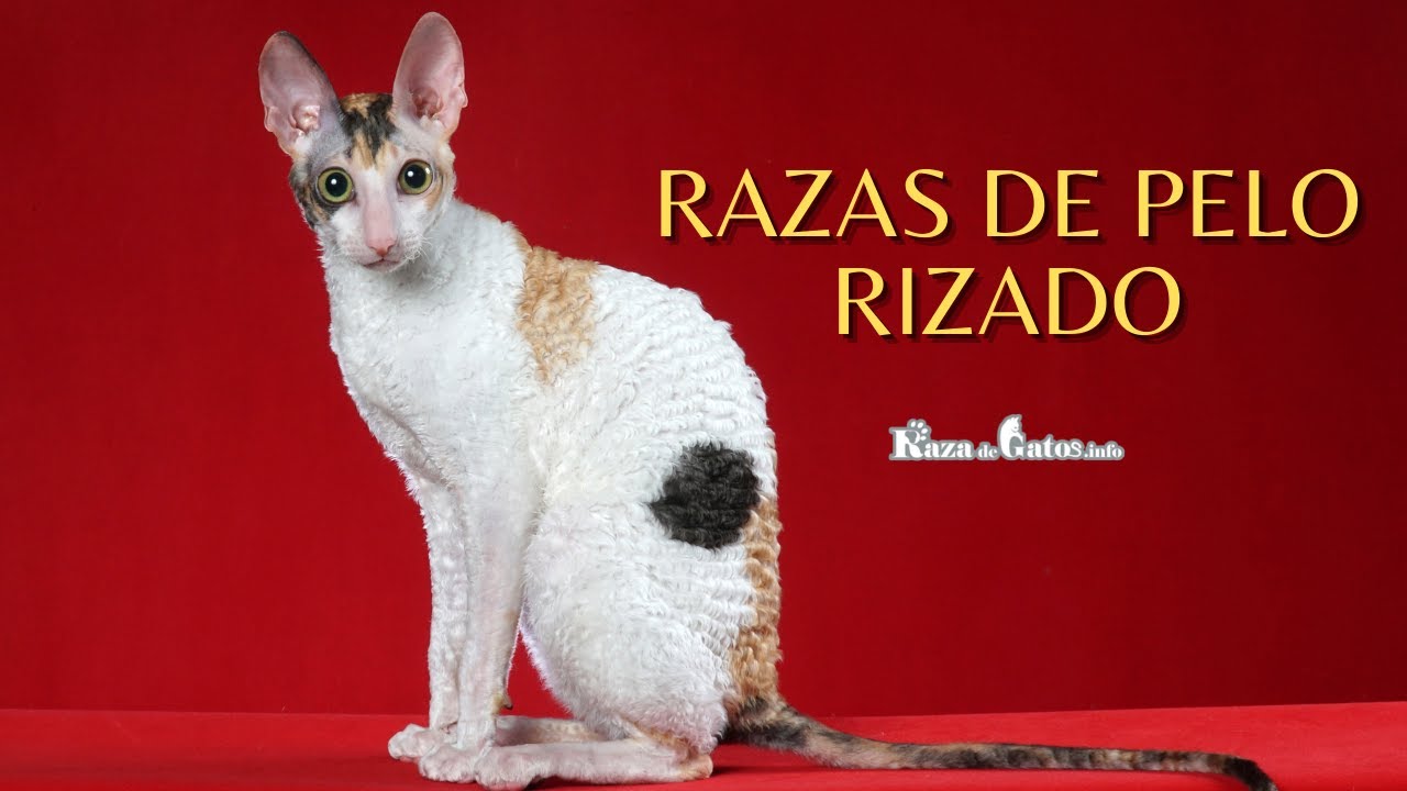 Todos los Gatos con Pelaje Rizado - YouTube