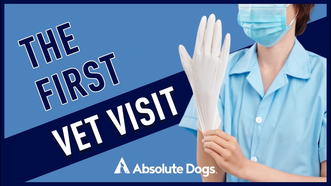 The First Vet Visit - YouTube