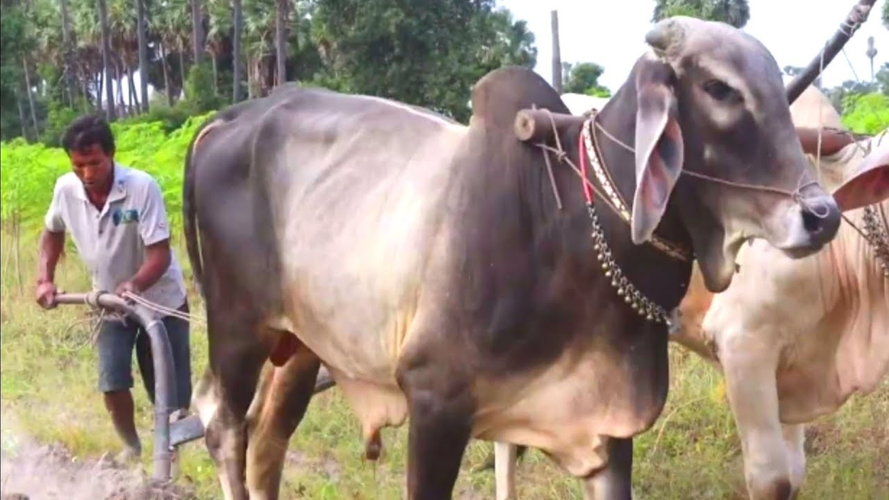 Cambodia cows plow Javanese potato harvest - YouTube