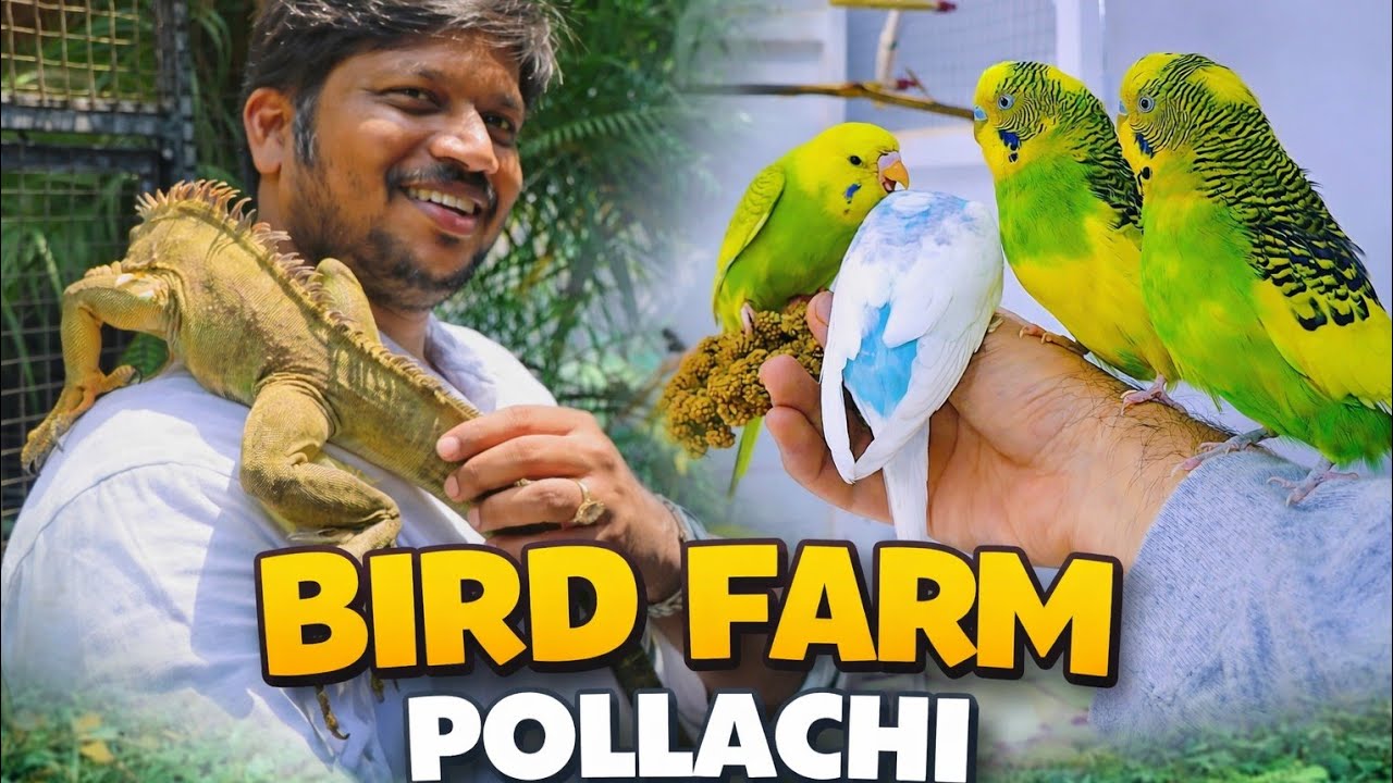 POLLACHI PARROT FARM | OSTRICH | IGUANAS PARROTS - YouTube