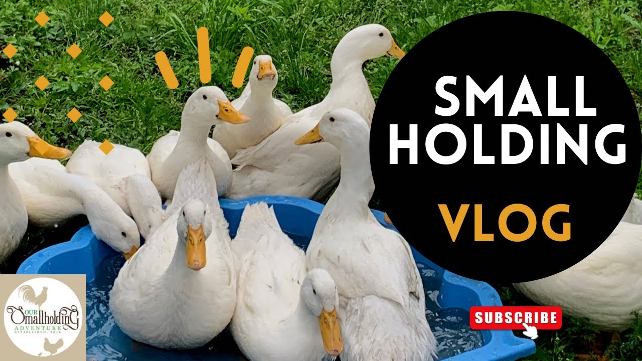Smallholding Vlog | Life on a Smallholding | Morning Chores - Chickens ...