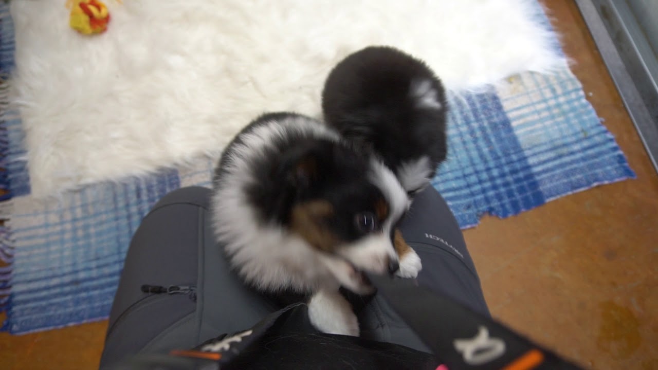 Sally x Kaiser Toy Aussie puppies born 11/9/20 CowboyCompanyK9s.com ...