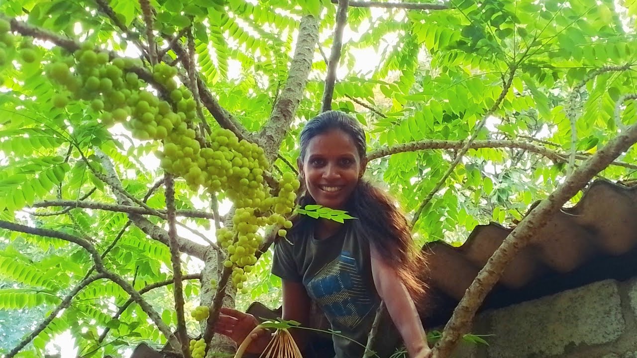 Nelli recipe 🤗/ Nelli recipes for the body.Wonder village with me - YouTube