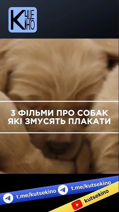 Фільми про собак на вечір #фільм #фільми #куцекіно #драма #кіно #собака ...