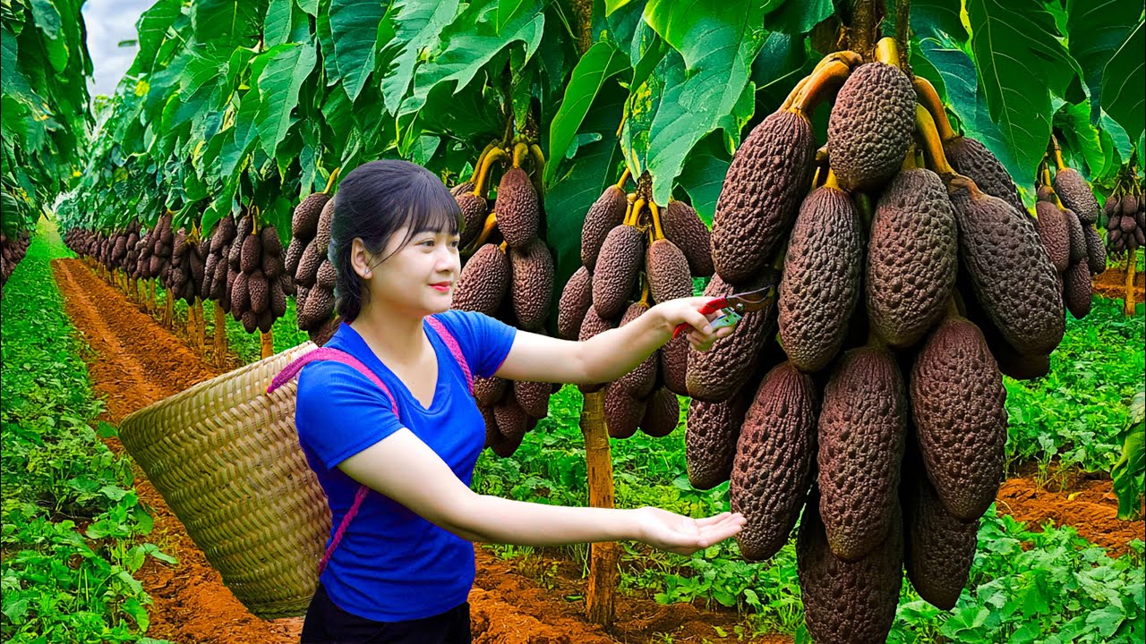 300 Days of Waiting! Harvesting Rare Queen Mangoes for Sale ...