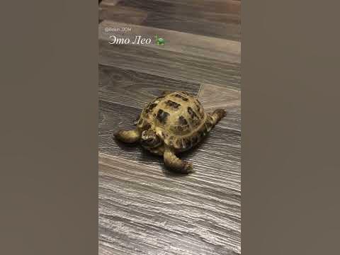 Мой дружочек Лео 🐢 #смешныеживотные #черепаха #черепашка - YouTube