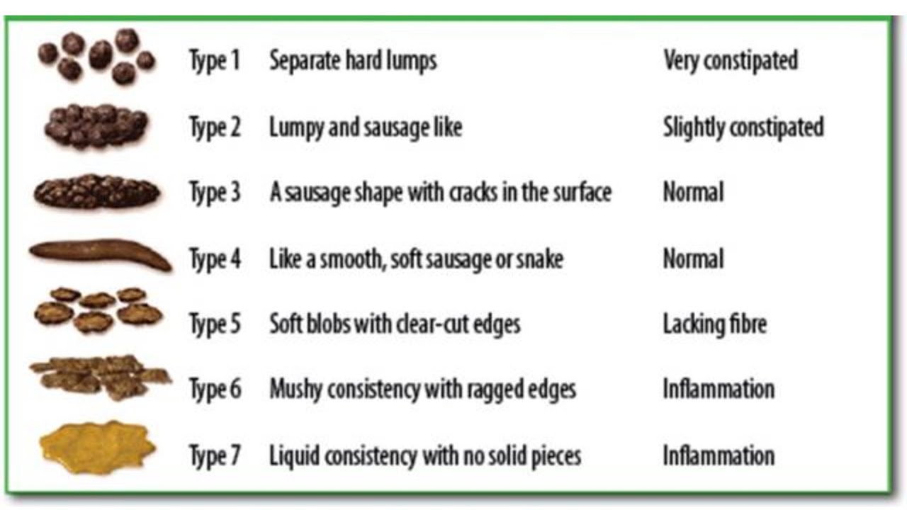 ASSESSMENT AND DIAGNOSTICS 19: Stool Form and Color, Large Intestine ...