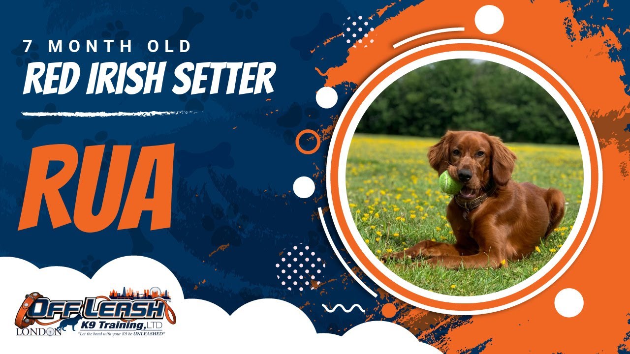 Best Irish Red Setter Dog Training | Rua | Dog Training in London 😍 ...