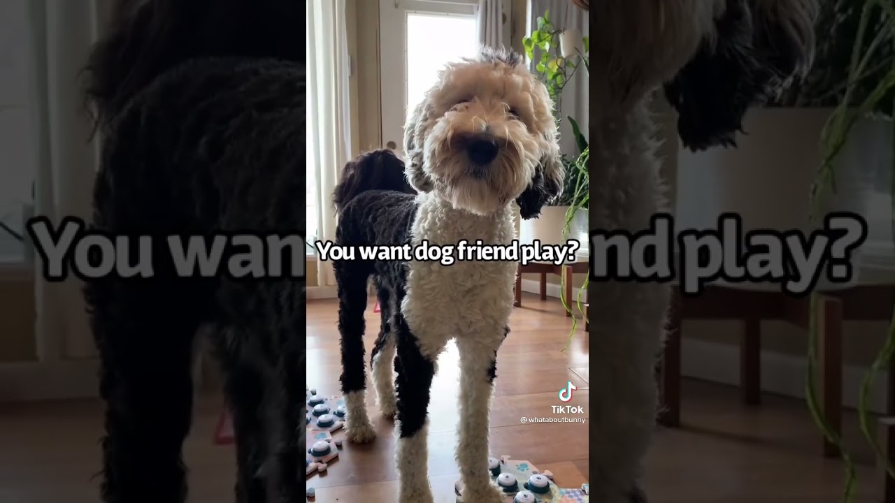 Now Dog Want Is | Bunny The Talking Dog - YouTube