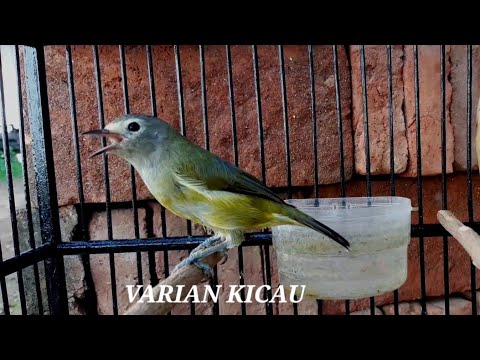 OPIOR JAWA GACOR ENAK ADEM SUARANYA
