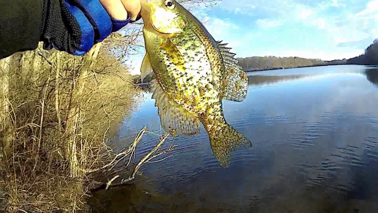 Spring Crappie Fishing using the Crappie Magnet - March Crappie Fishing ...
