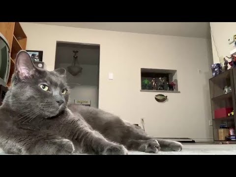 WHEN I WANT MY CAT 🐱 - Ricky Berwick