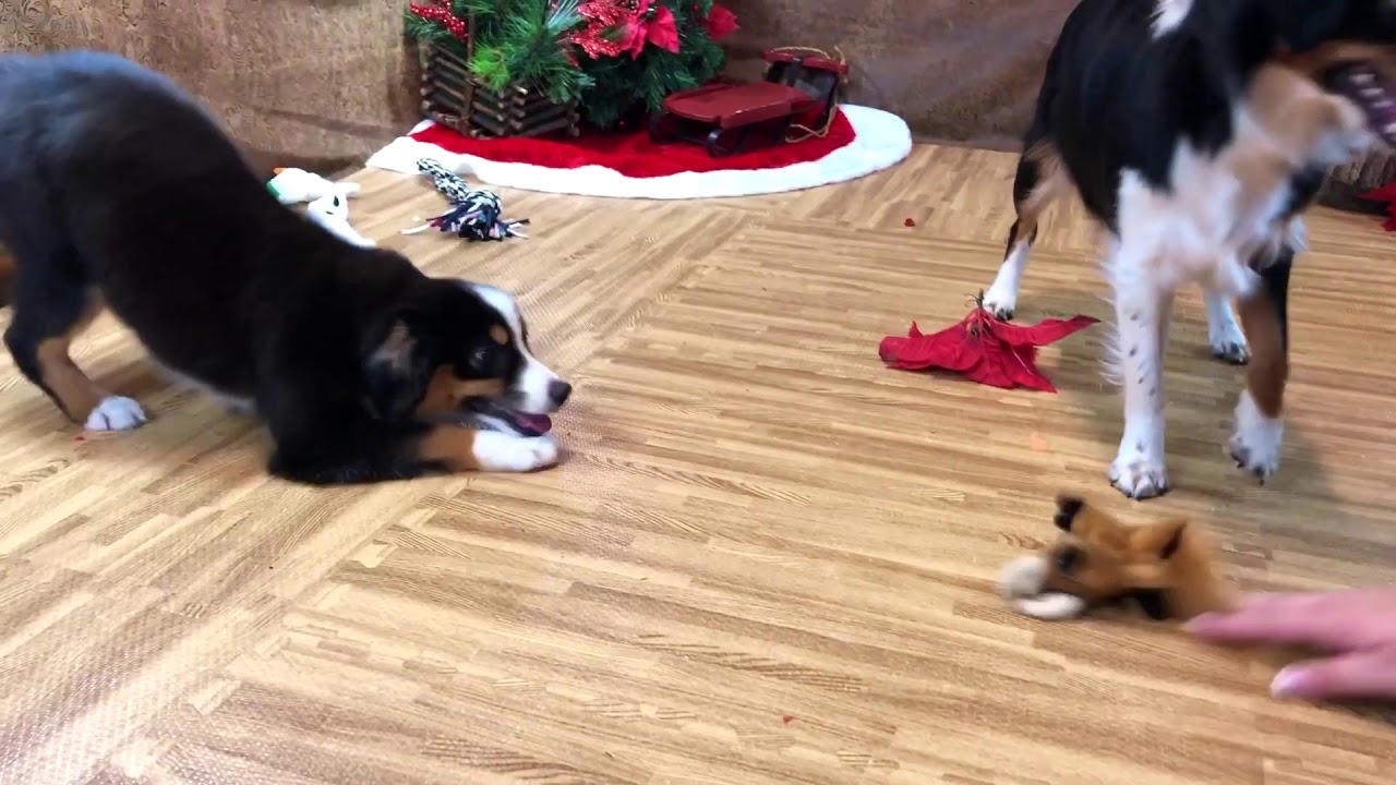 Toy Black Tri Female Australian Shepherd| Dare BTF2| COLOR COUNTRY ...