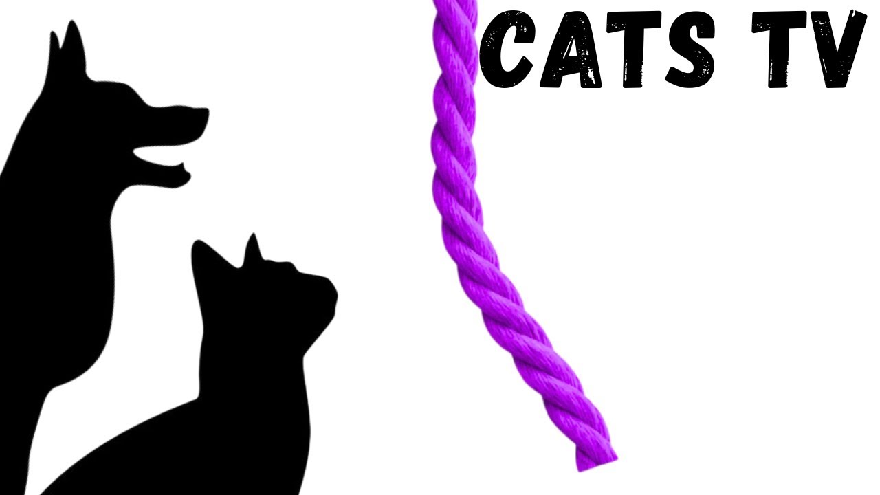 CAT GAMES - CATCH THE ROPE (FOR CATS ONLY)🐱 - YouTube