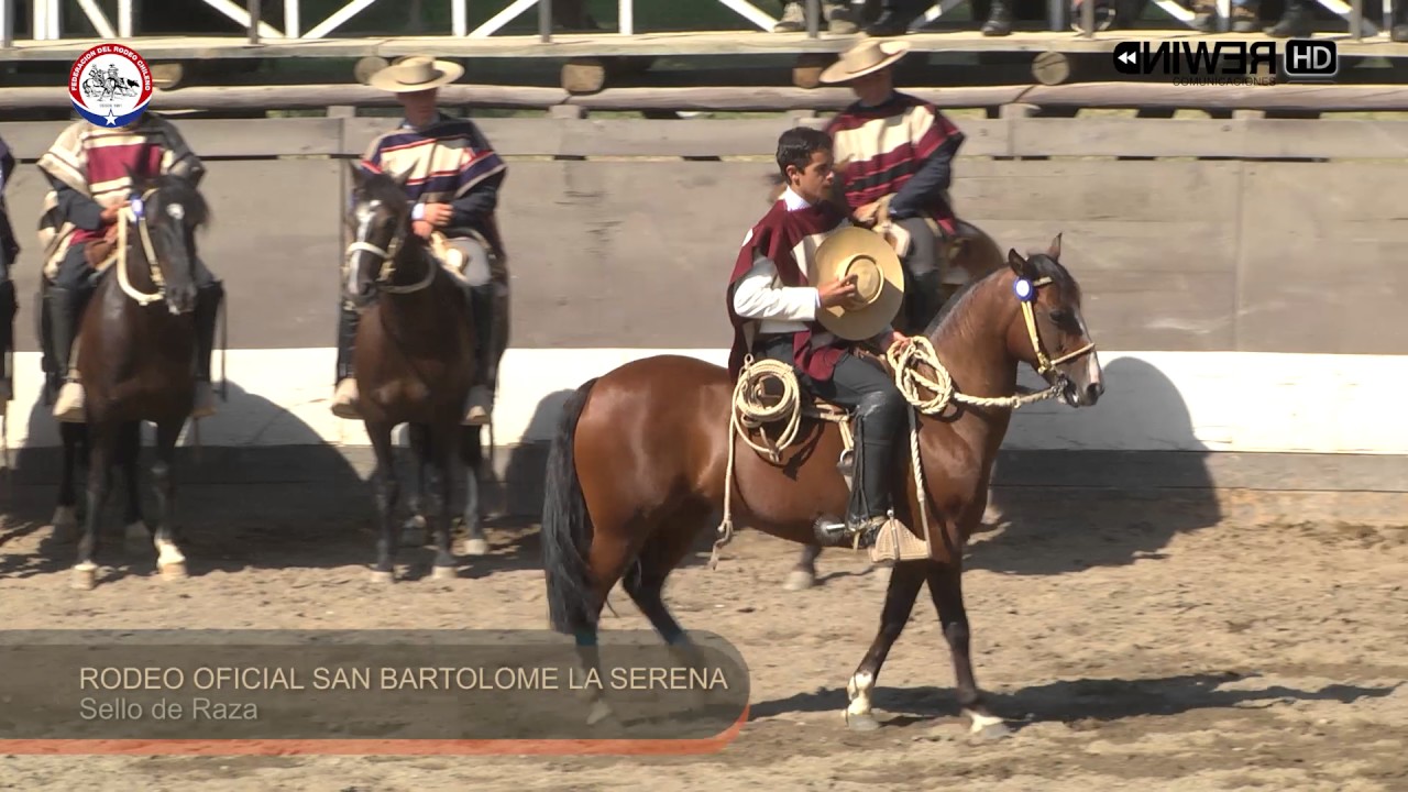 Rodeo Oficial Club San Bartolome La Serena Serie Campeones 05 Febrero ...