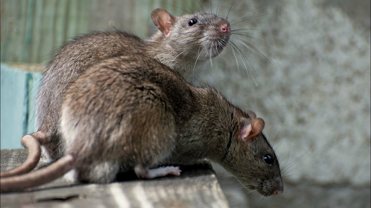 Air Rifle Hunting, Poultry Rats - YouTube