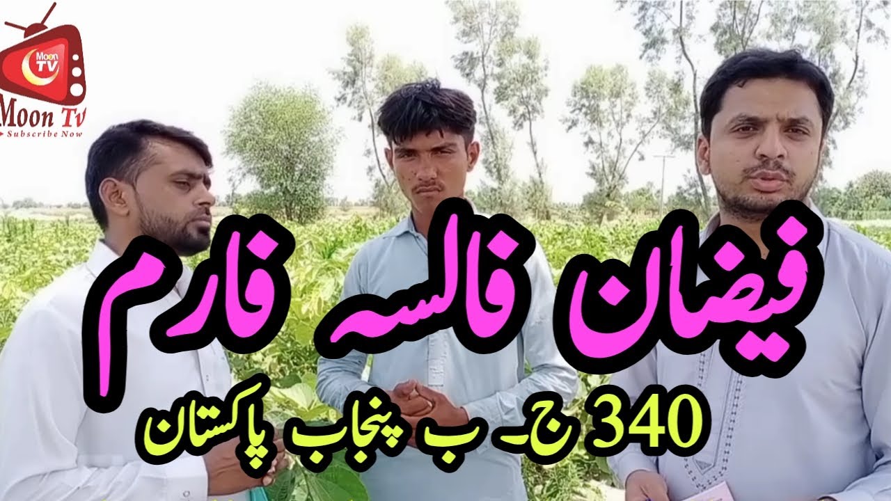 Faizan falsa farm|moon tvs|falsa farming in pakistan|best business ...