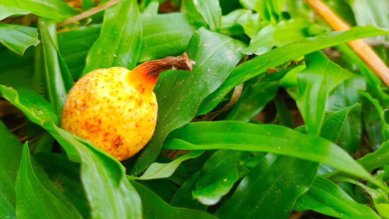 Rabar strong fruit | The Strongest fruit | Strong covered nut | Try to ...