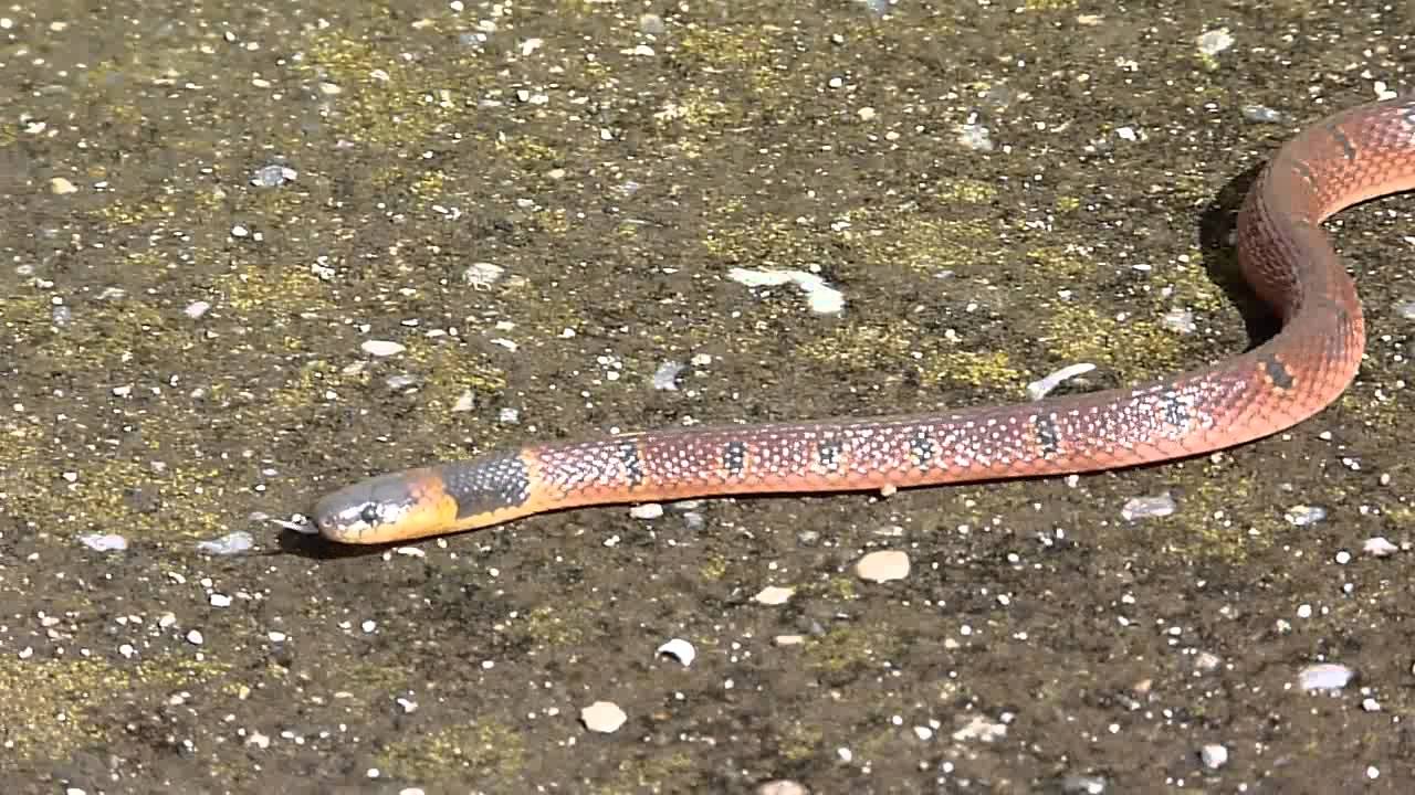 Ninia sebae (Red-backed Coffee Snake - Falso coral o coralillo) - YouTube