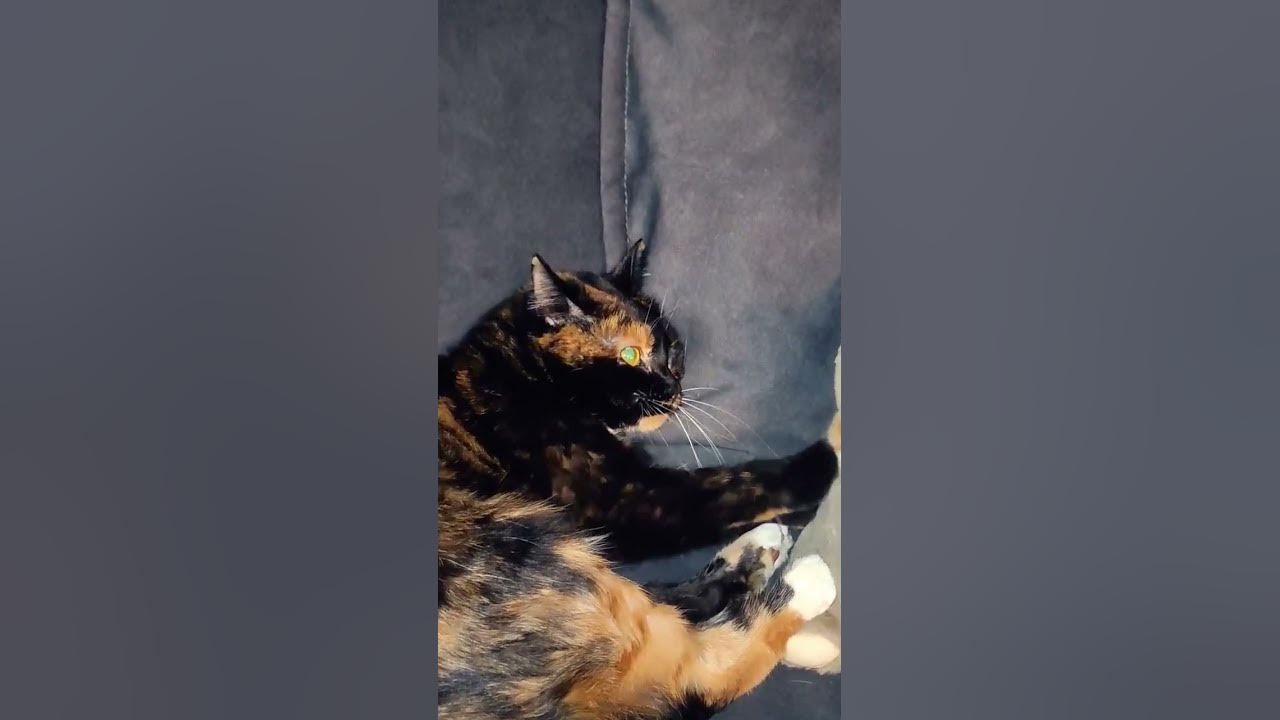 #кошка #массаж - YouTube