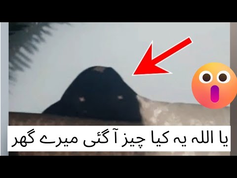 OMG! I Found a Suspicious Creature in My House?! (UNBELIEVABLE) 🫣 - YouTube