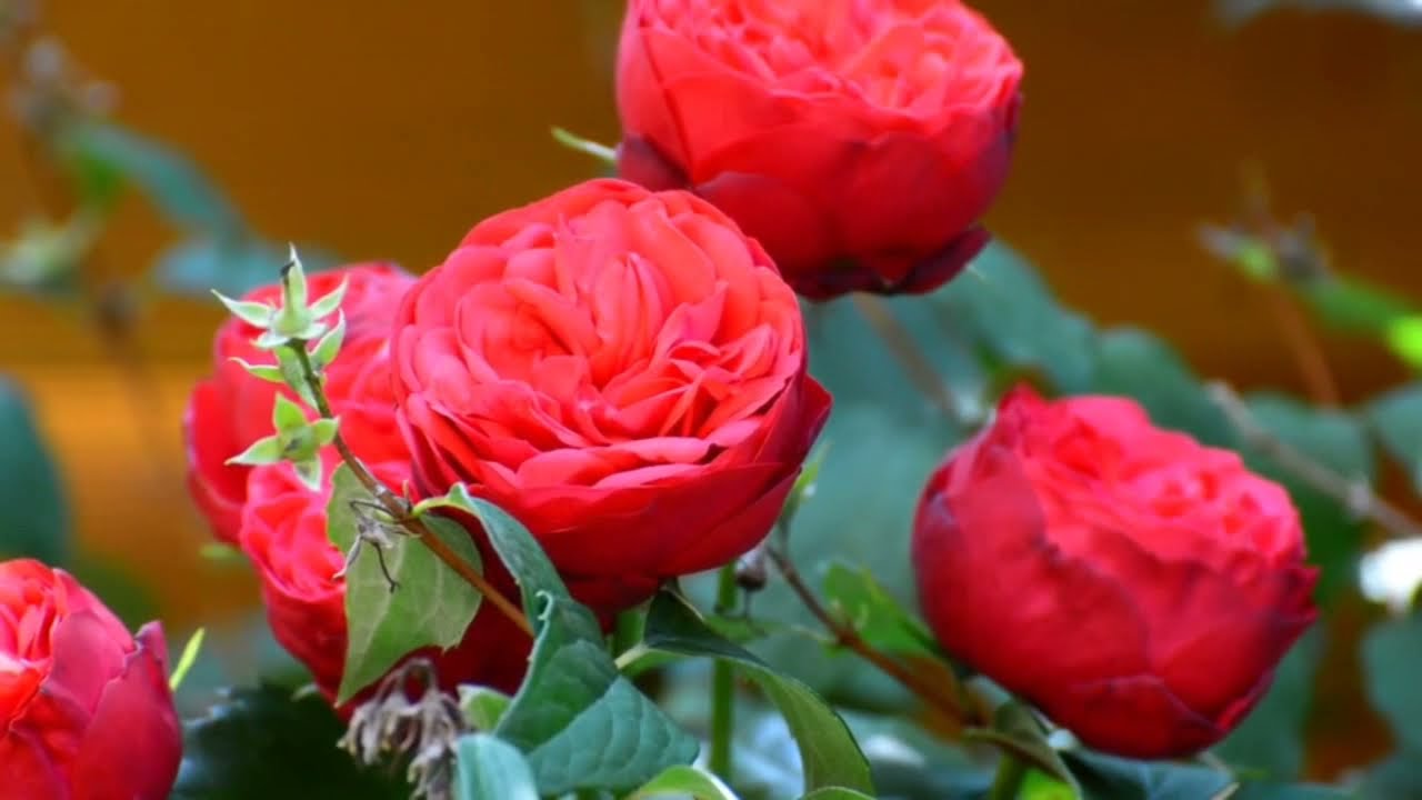 HEALTH AND BEAUTY BENEFITS OF ROSES | @MaCe's Life in Taiwan - YouTube