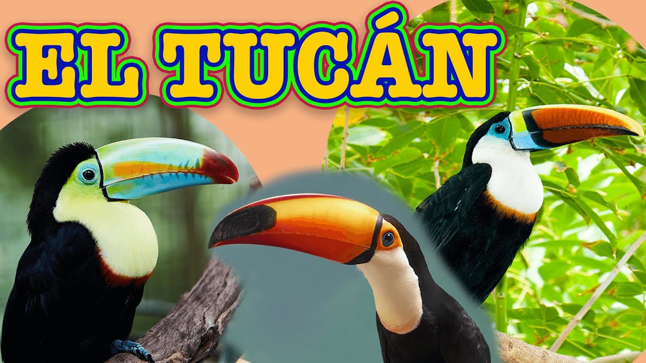 EL TUCÁN 🪶 | Videos educativos para niños | Los animales | LAS AVES ...