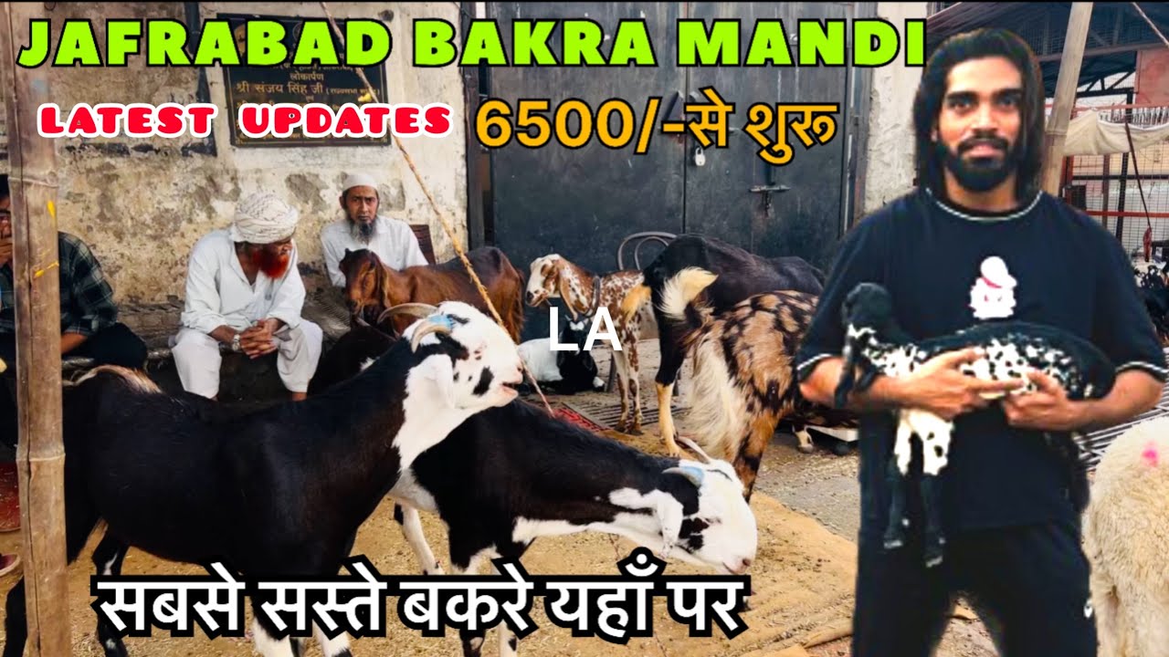 Jafrabaad Bakra Mandi 2024 Latest Video | दिल्ली की सबसे सस्ती बकरा ...